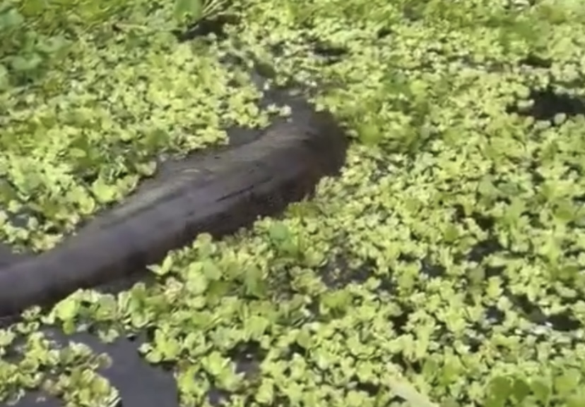 Cobra gigante é flagrada supostamente no Rio Croa - DEU NOTÍCIA